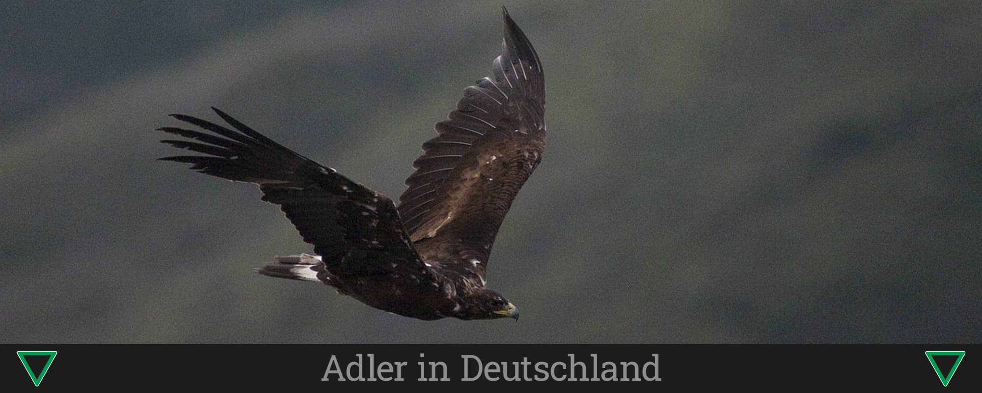 Adler in Deutschland 🦅 naturschutzgebiete.org